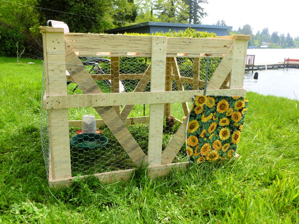 25 Free Pallet Chicken Coop Plans (Step by Step Guide)