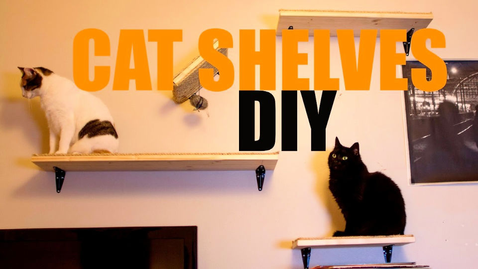 14 Best Diy Cat Shelves To Build For Your Feline Friend