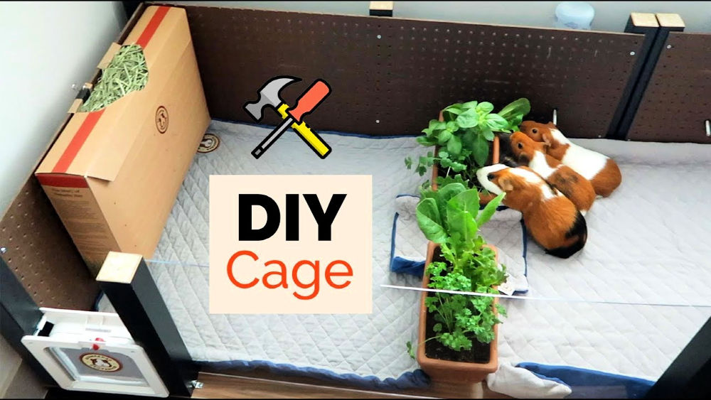 20 Homemade DIY Guinea Pig Cage Ideas