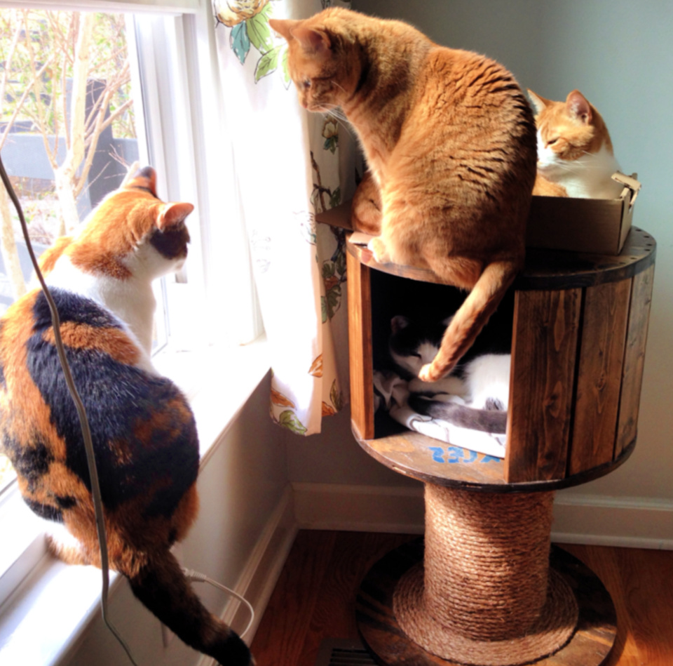 22 Free DIY Cat Tree Plans (How to Build a Cat Tree)
