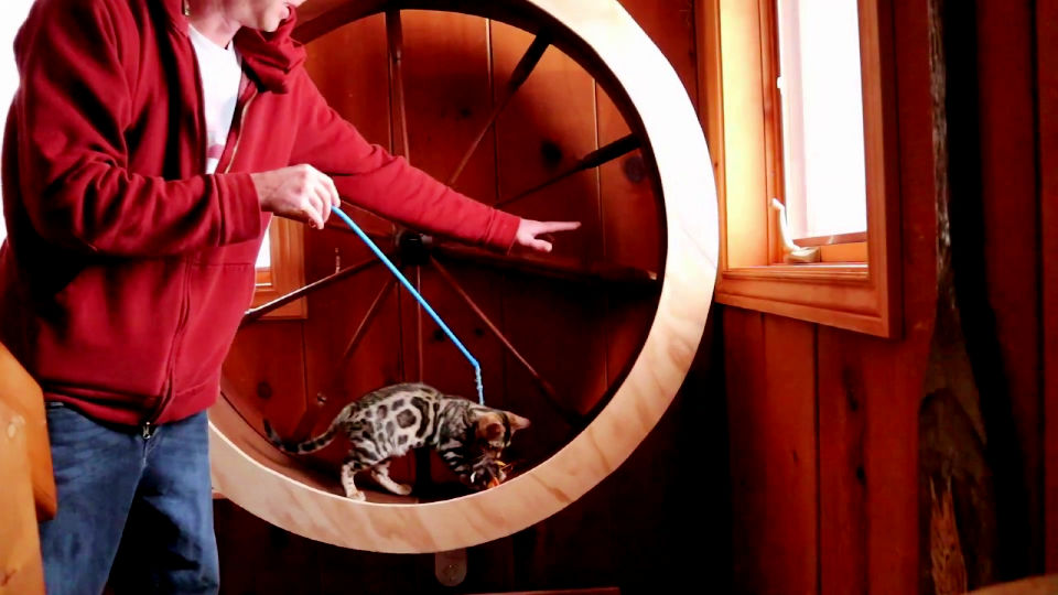 10 Best DIY Cat Wheel Plans (Make a Cat Exercise Wheel)