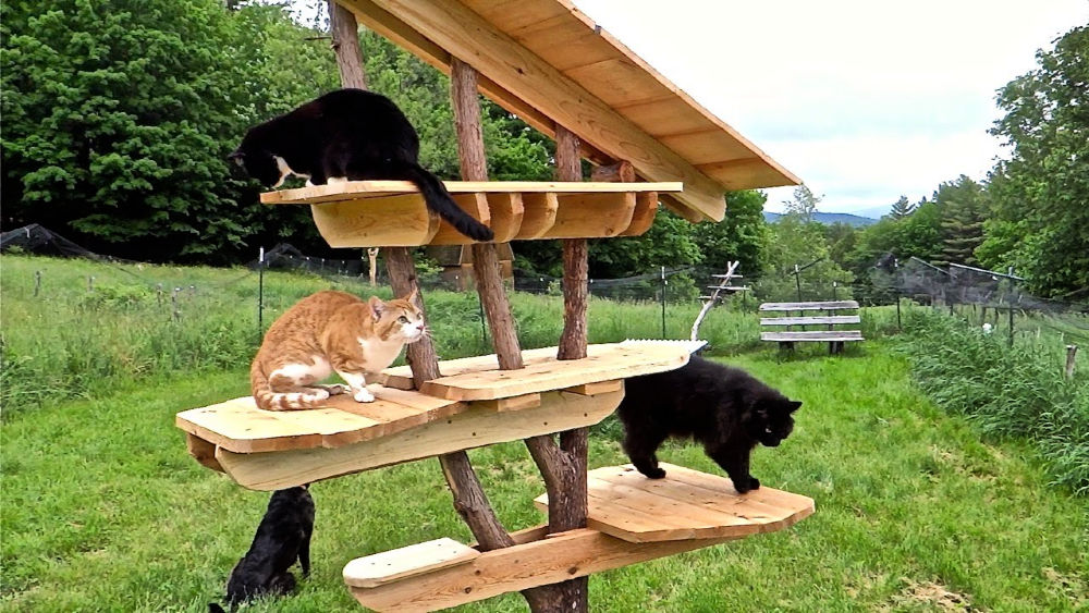 15 Free Diy Outdoor Cat Tree Ideas And Plans