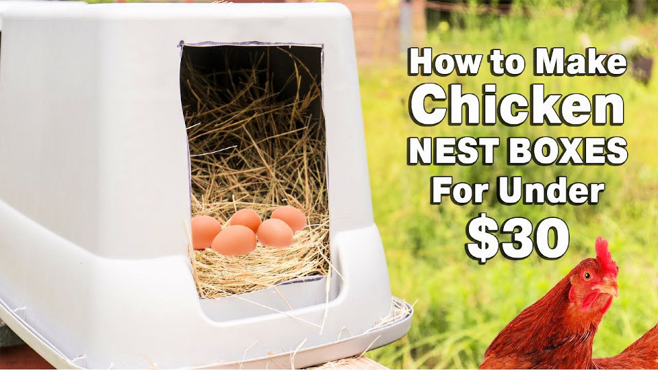 30 DIY Chicken Nesting Boxes (Learn How to Build Yours)