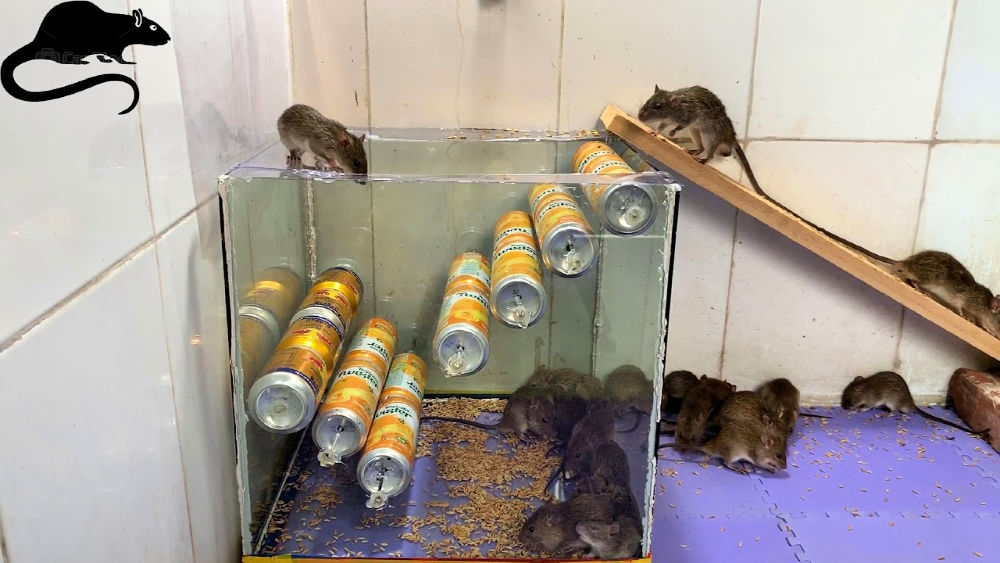 15 Best Homemade Mouse Trap Ideas That Really Work
