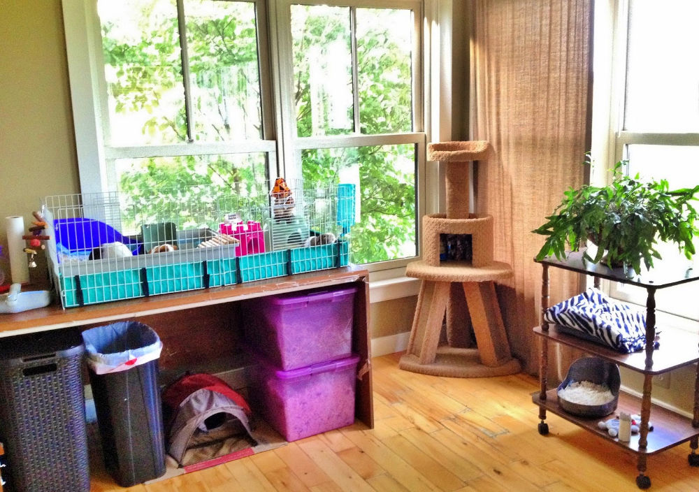 20 Homemade DIY Guinea Pig Cage Ideas