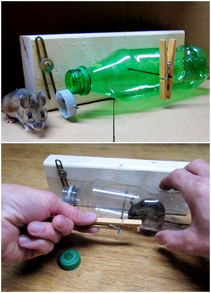 Homemade Mouse Trap 15 Diy Rat Traps That Really Work