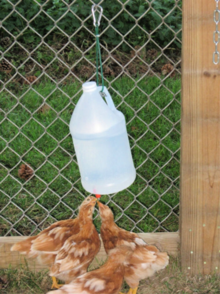 15 DIY Chicken Waterer Ideas Out Of Recycled Materials