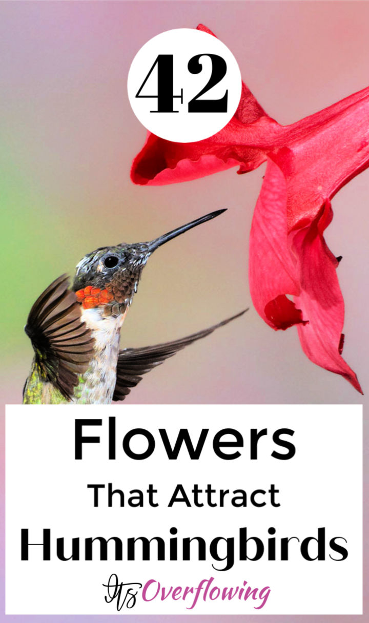 42 Hummingbird Flowers That Can Attract Them To Your Garden