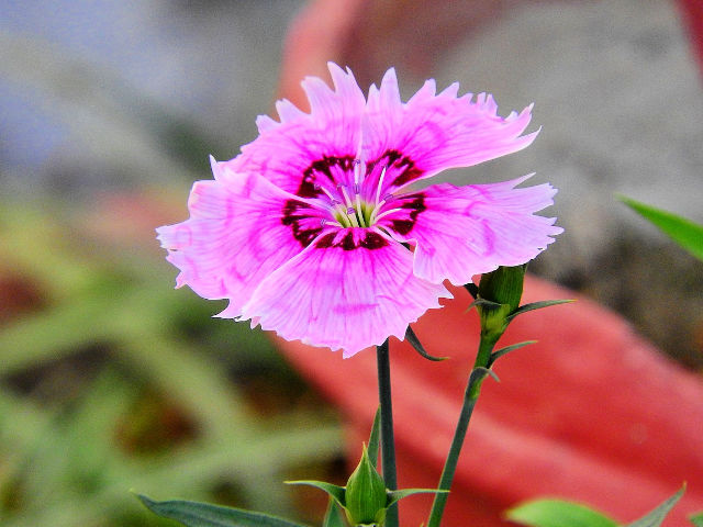 42 Hummingbird Flowers That Can Attract Them To Your Garden