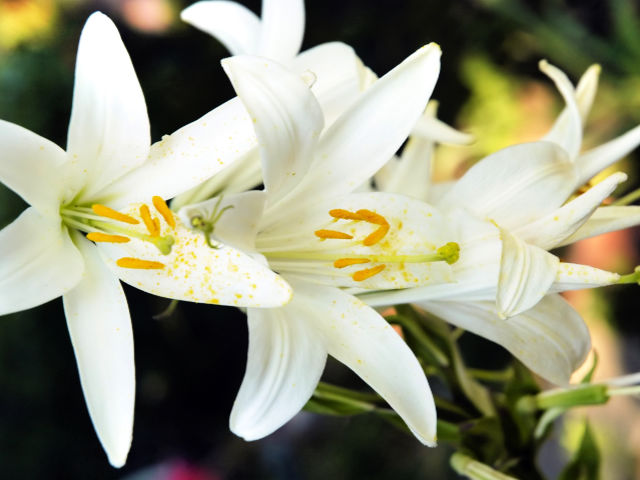 42 Hummingbird Flowers That Can Attract Them To Your Garden