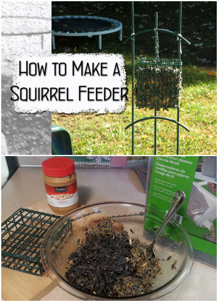 15 Easy DIY Squirrel Feeder Ideas (Make a Squirrel Feeder)