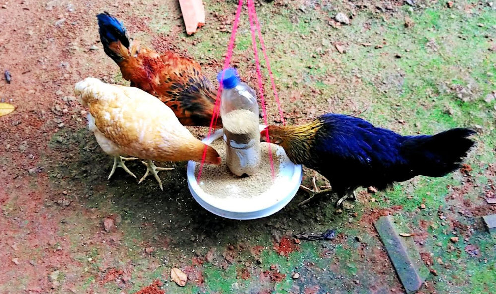 15 Homemade DIY Chicken Feeder Ideas