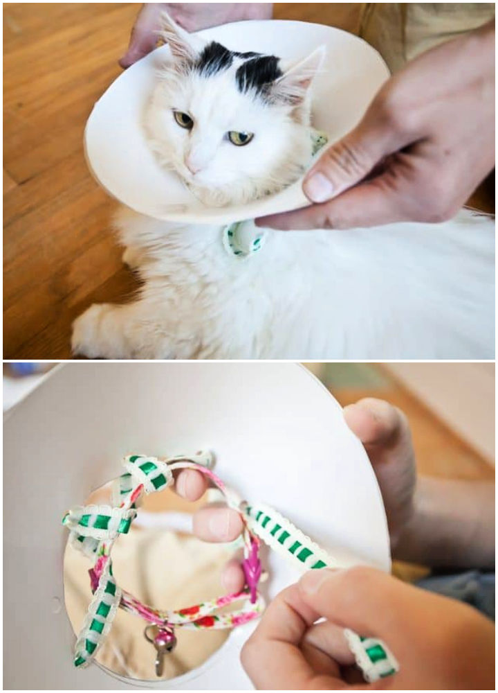 7 DIY Dog Cone Ideas That Are Easy To Make Dog E Collars 7 DIY Dog Cone Ideas That Are Easy To Make Dog E Collars