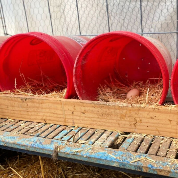 30 DIY Chicken Nesting Boxes (Learn How to Build Yours)