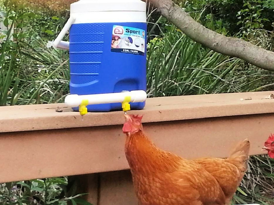 15 DIY Chicken Waterer Ideas Out Of Recycled Materials