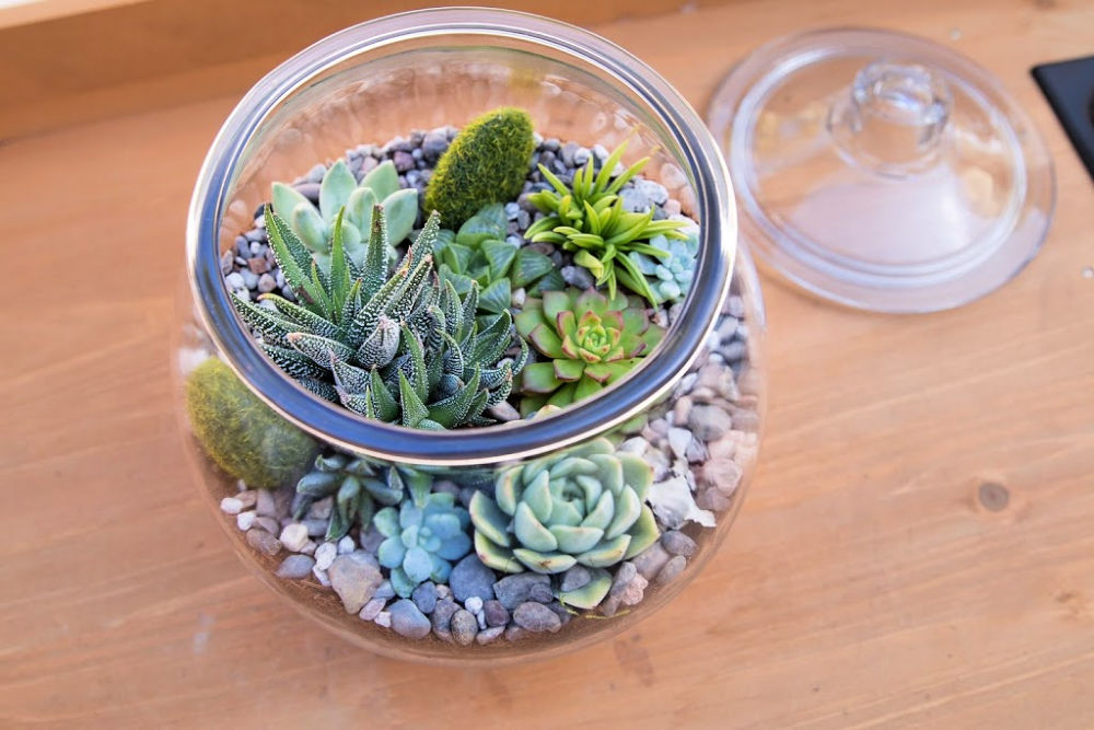 15 Easy DIY Succulent Terrarium Ideas (How to Make)