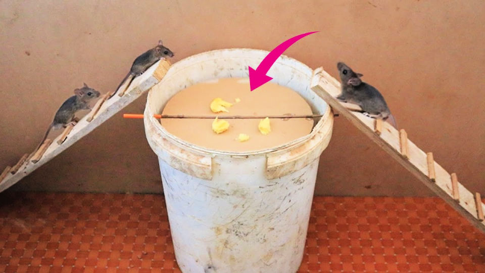 Homemade Mouse Trap (15 DIY Rat Traps that Really Work)