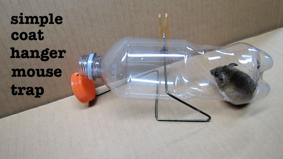 Homemade Mouse Trap (15 DIY Rat Traps that Really Work)