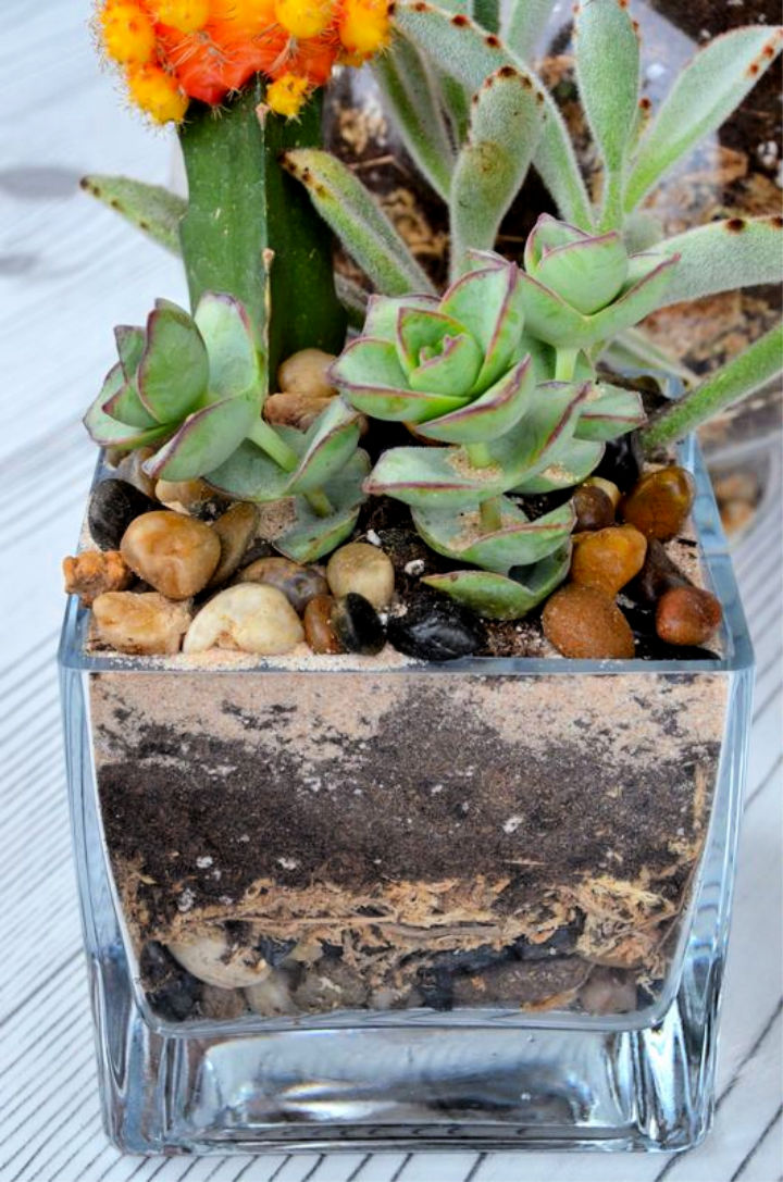 15 Easy DIY Succulent Terrarium Ideas (How to Make)