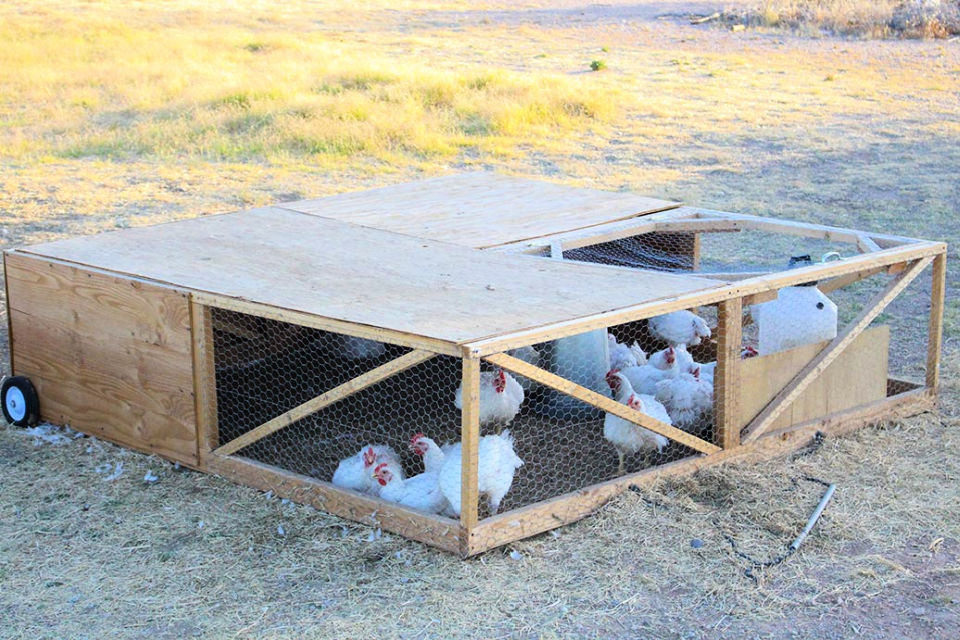 30 Free DIY Chicken Tractor Plans (Easy Building Steps)
