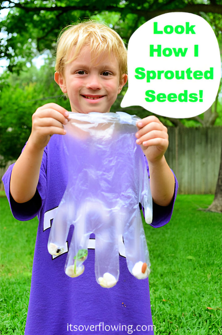 How to Sprout Seeds Easily: A Step-by-Step Guide