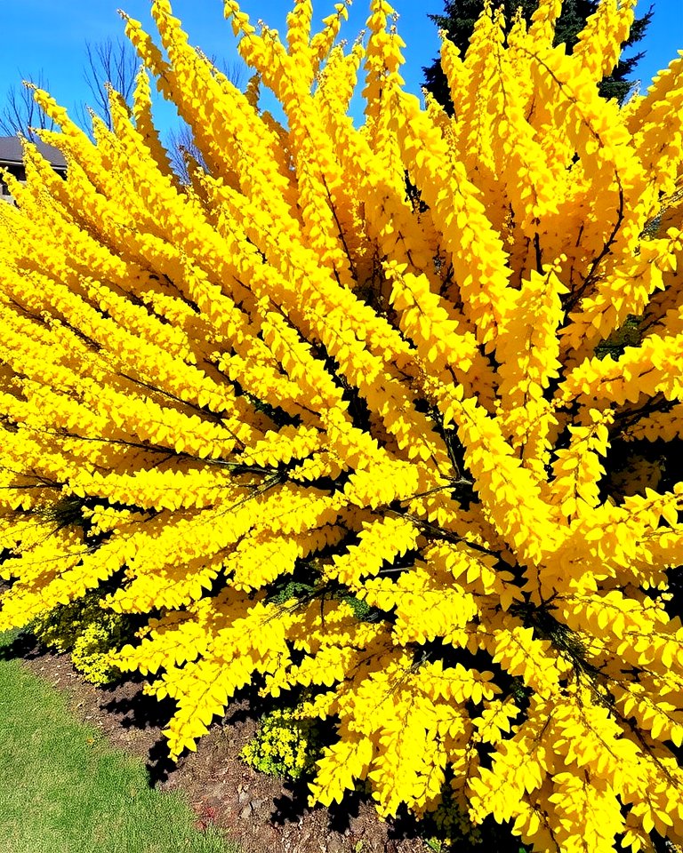 25 Shrubs for Privacy: Create a Natural Barrier in Your Yard