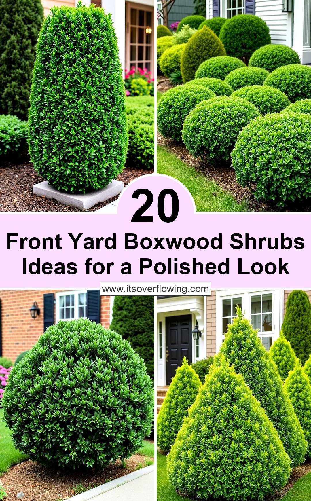 20 Front Yard Boxwood Shrubs Ideas for a Polished Look