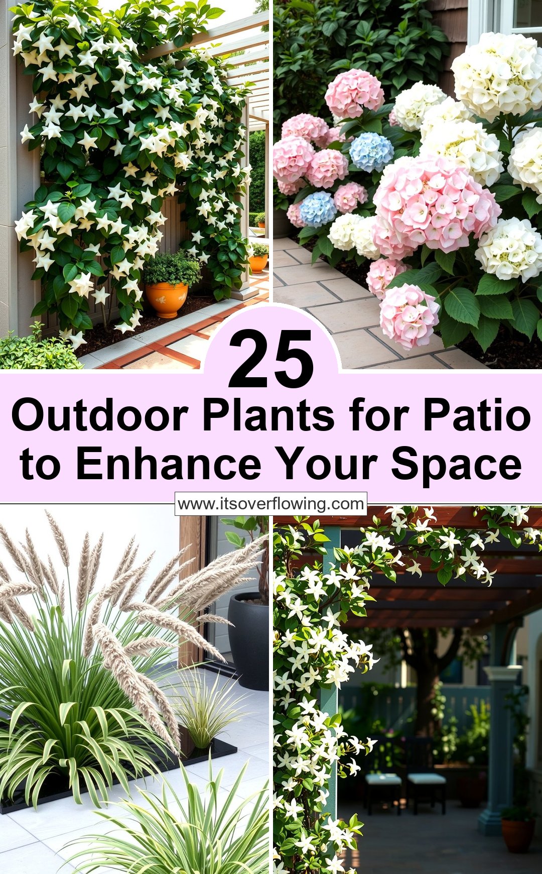 25 Outdoor Plants for Patio to Enhance Your Space