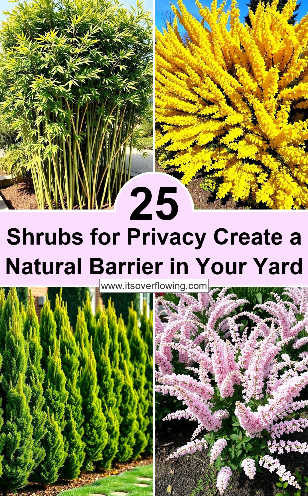 25 Shrubs for Privacy: Create a Natural Barrier in Your Yard